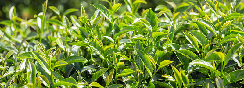Benefits of Tea Tree - Derma-Nu